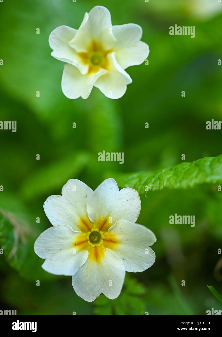 White primroses close up hi-res stock photography and images - Alamy