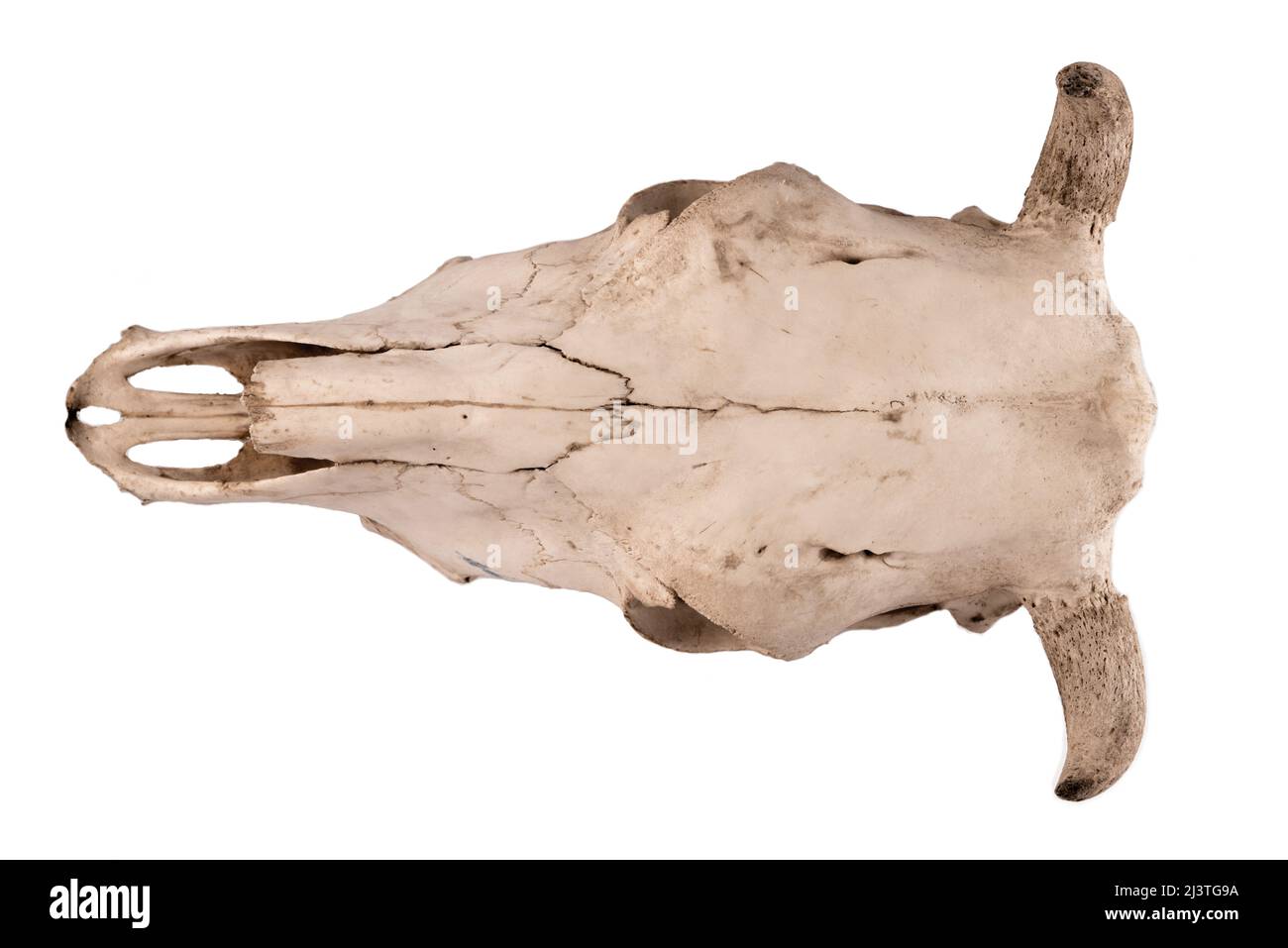 Skull cow's on white background. Frontal side Stock Photo - Alamy