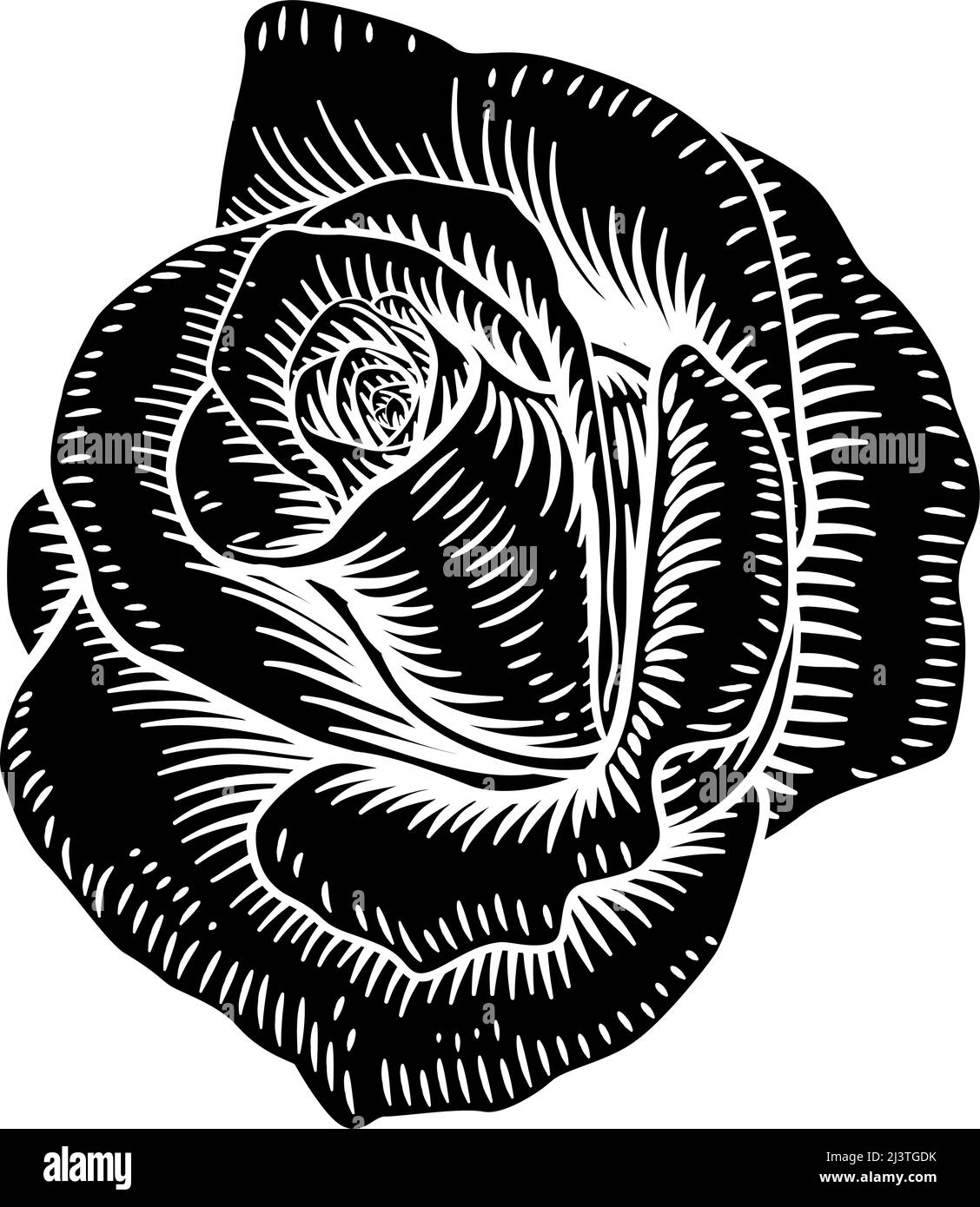 Rose illustration vintage Cut Out Stock Images & Pictures - Alamy