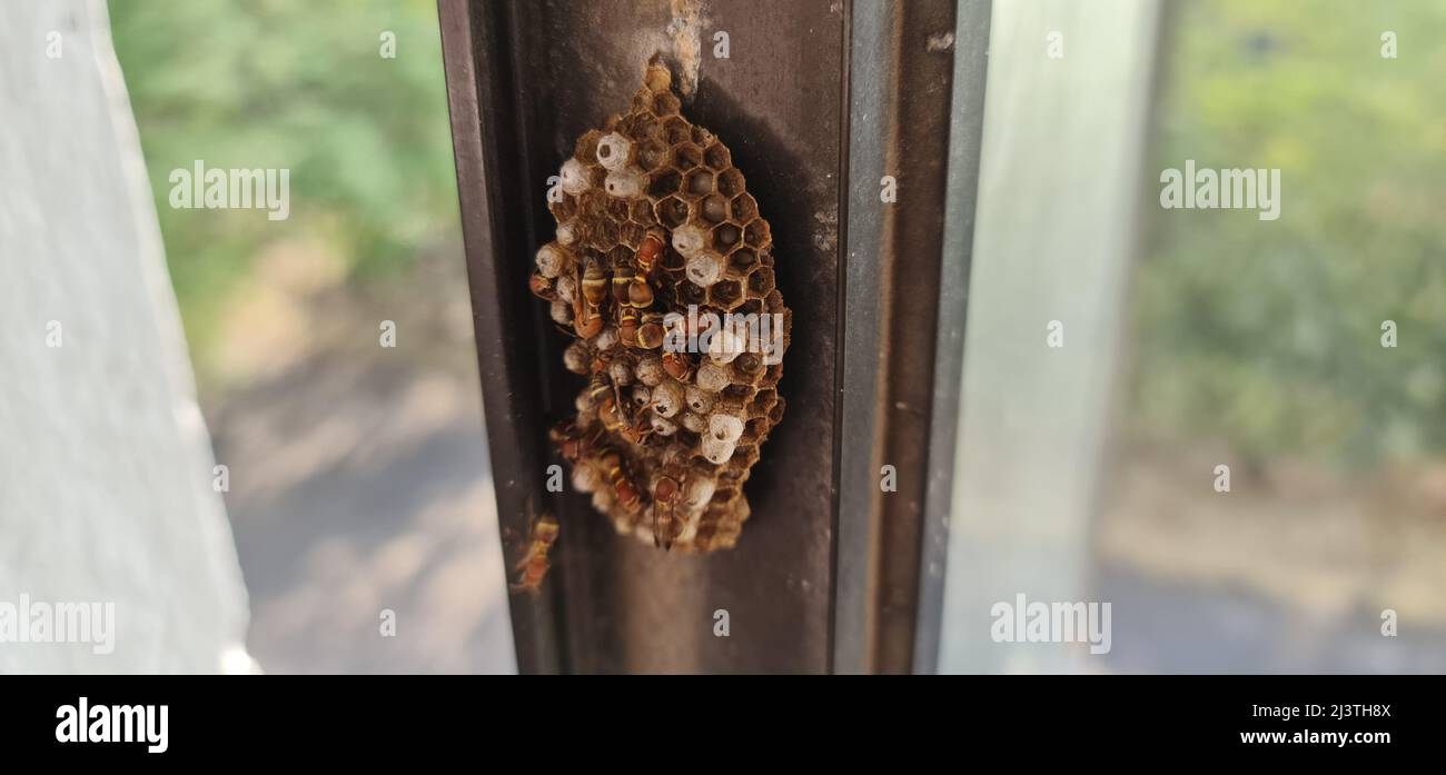 Paper wasp colony being built by the worker wasps. The hexagonal cells ...