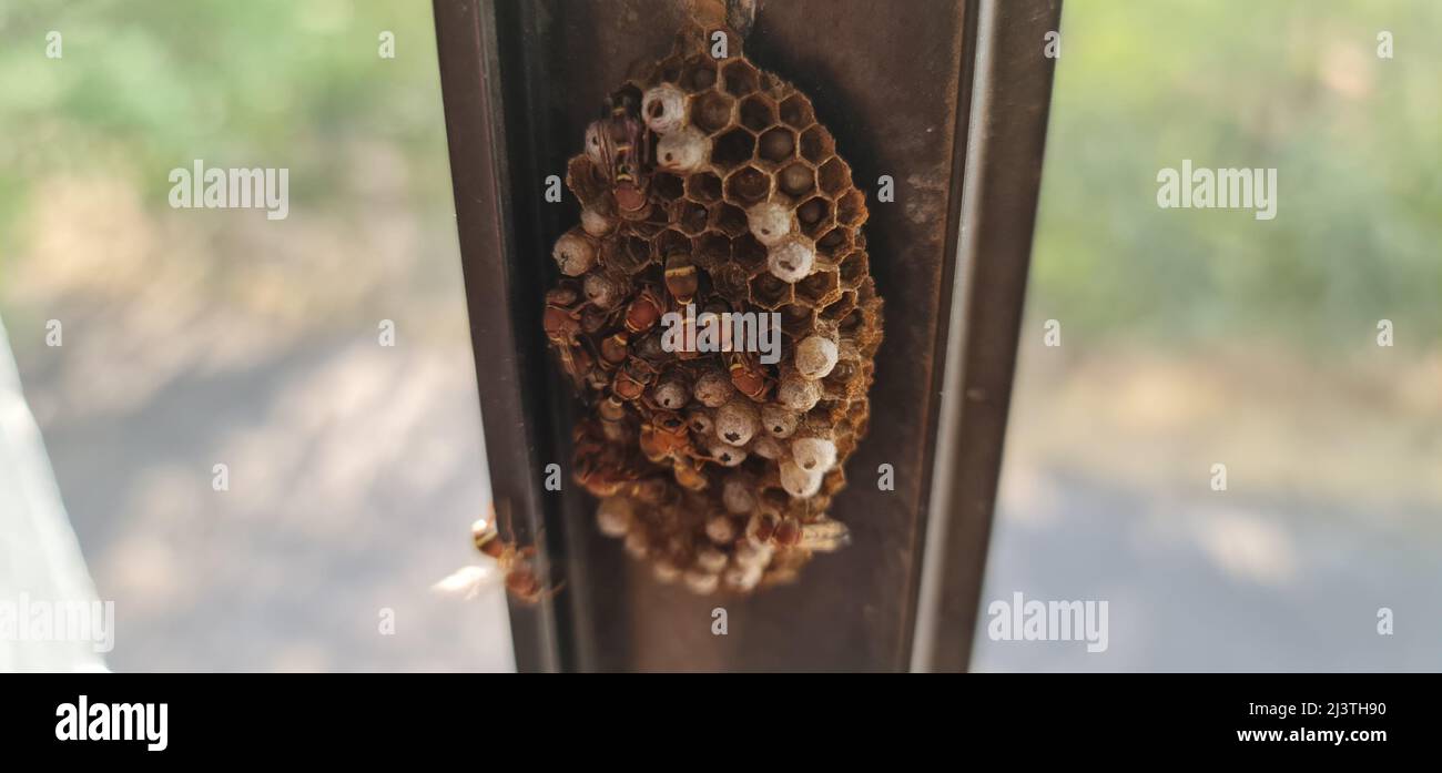 Paper wasp colony being built by the worker wasps. The hexagonal cells ...