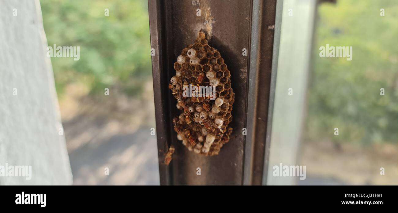 Paper wasp colony being built by the worker wasps. The hexagonal cells ...