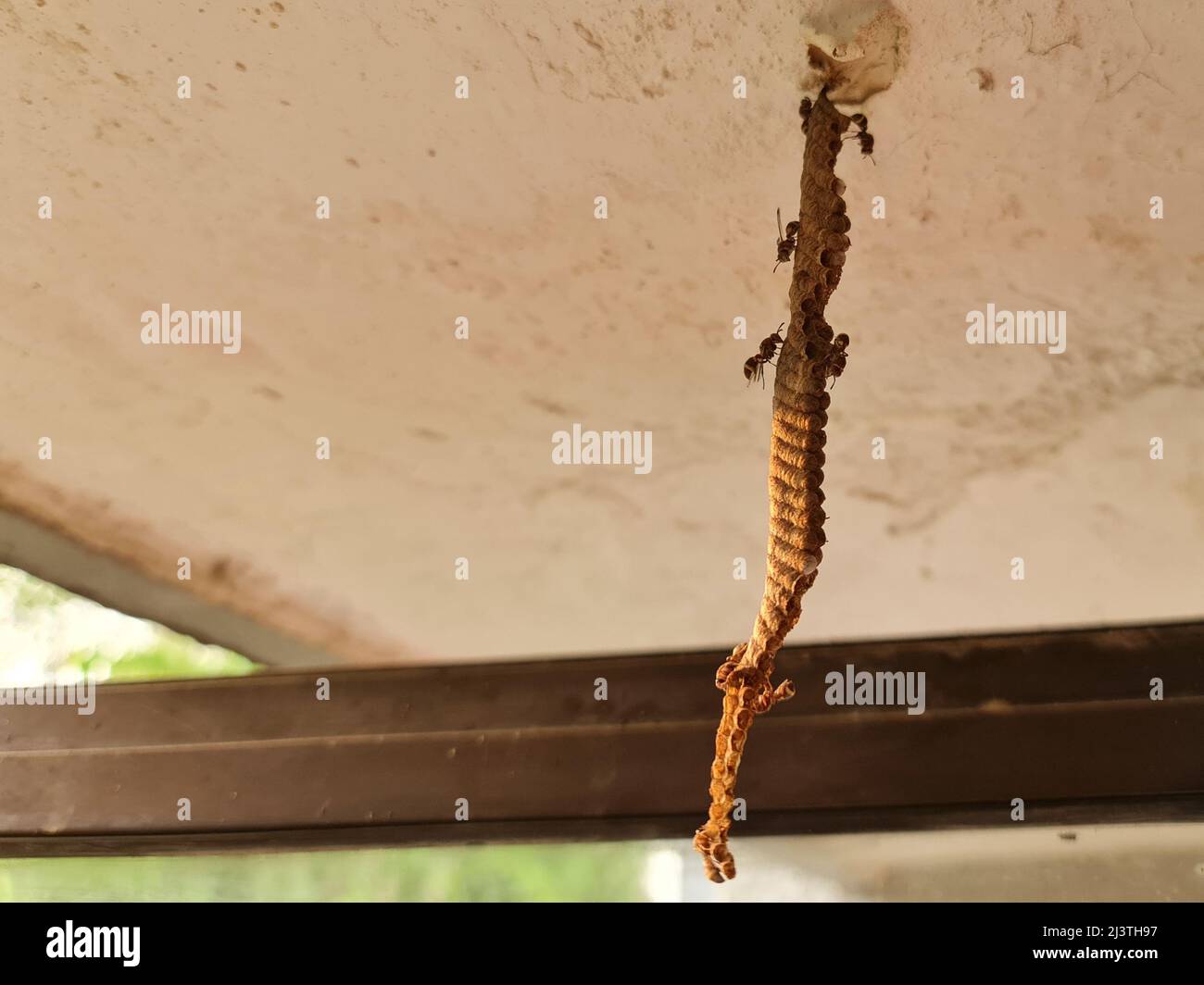 Paper wasp colony being built by the worker wasps. The hexagonal cells ...