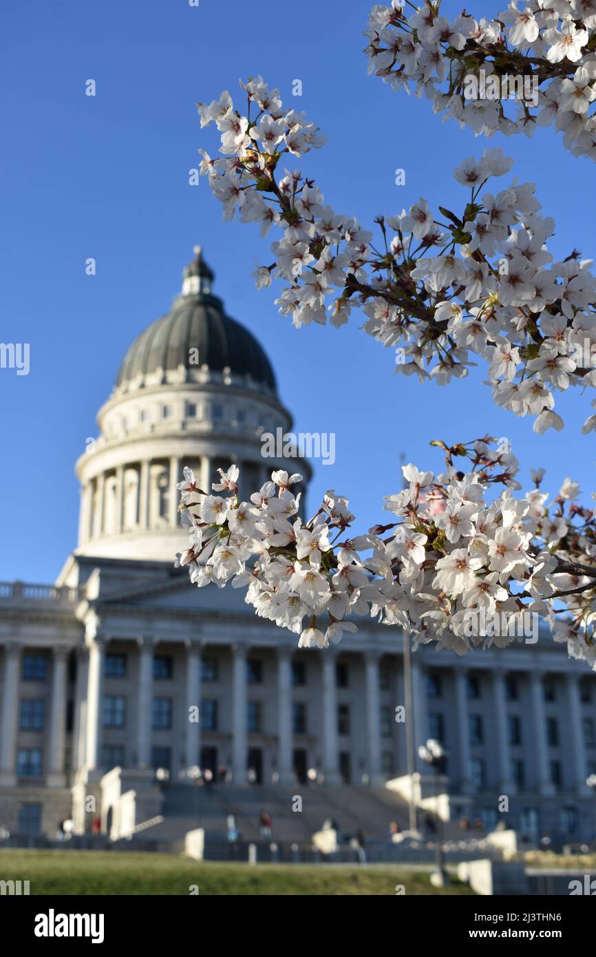 Cherry Blossoms in Utah State Capitol Stock Photo - Alamy