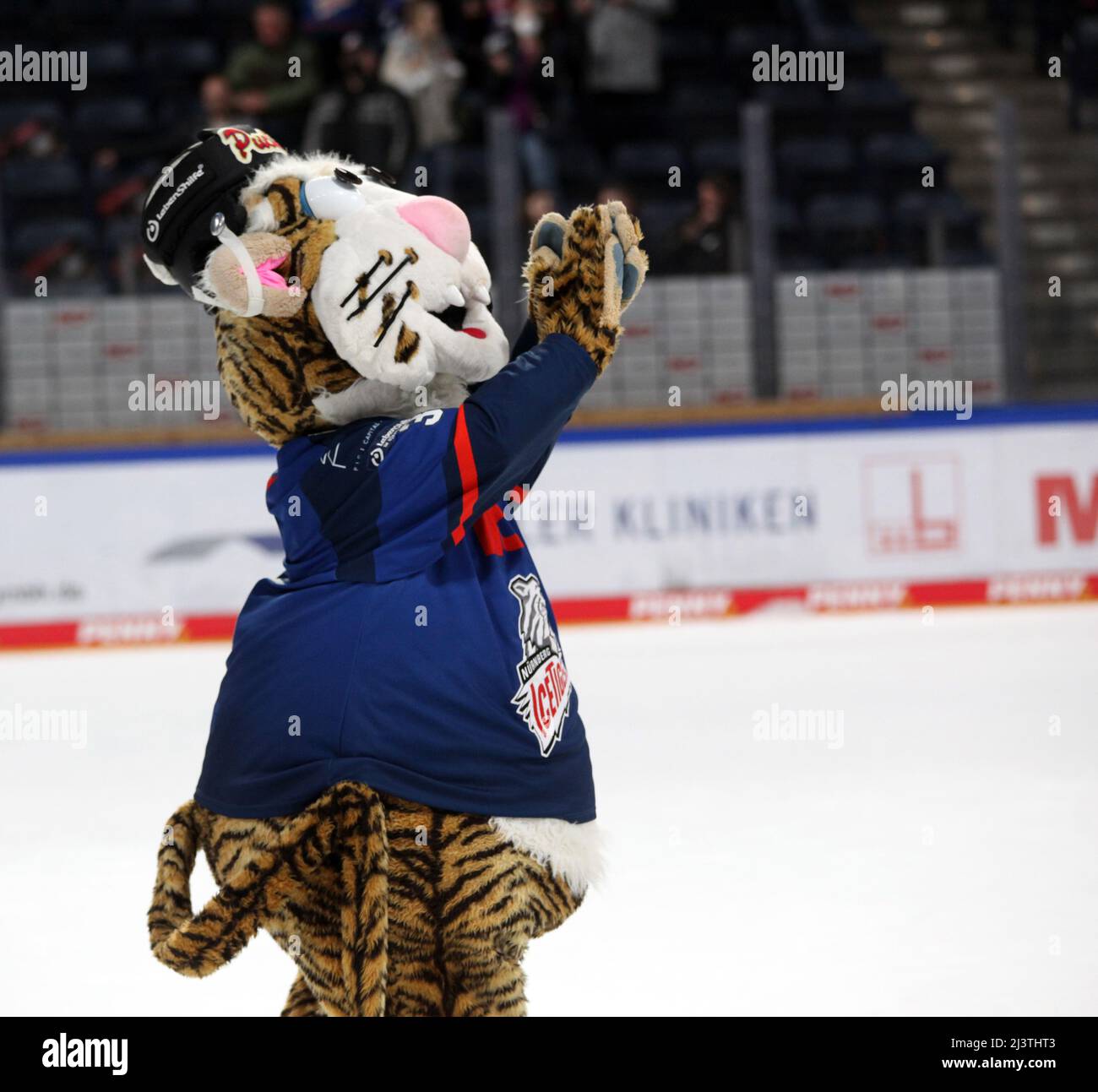 Nürnberg Ice Tigers spielen gegen die Düsseldorfer EG um den Einzug in ...