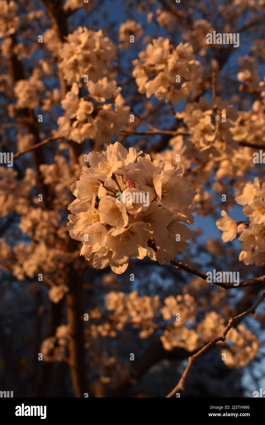 Cherry Blossoms in Utah State Capitol Stock Photo - Alamy