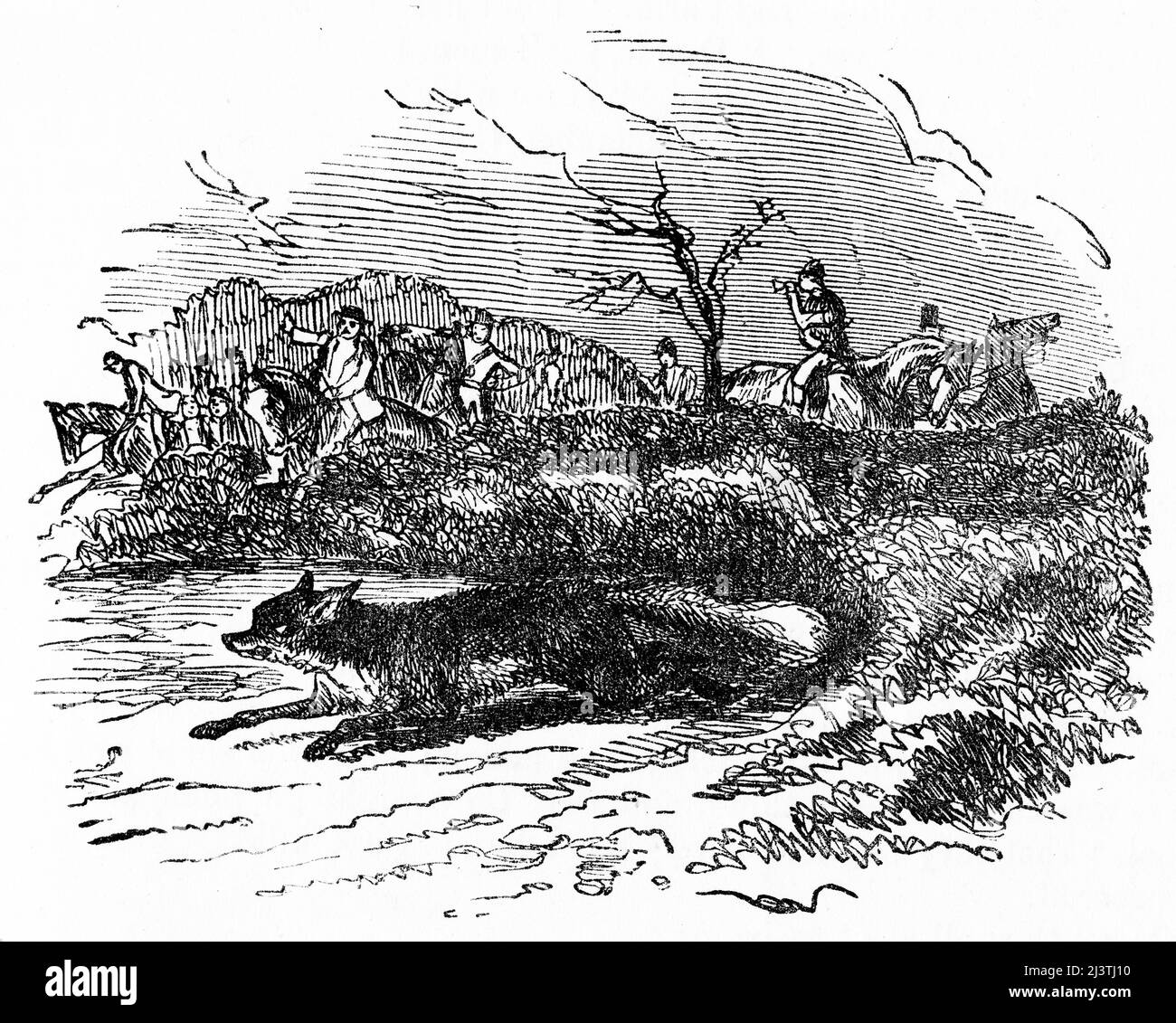 A wily fox outwits the hunters. Steel engraving by John Leech from ...