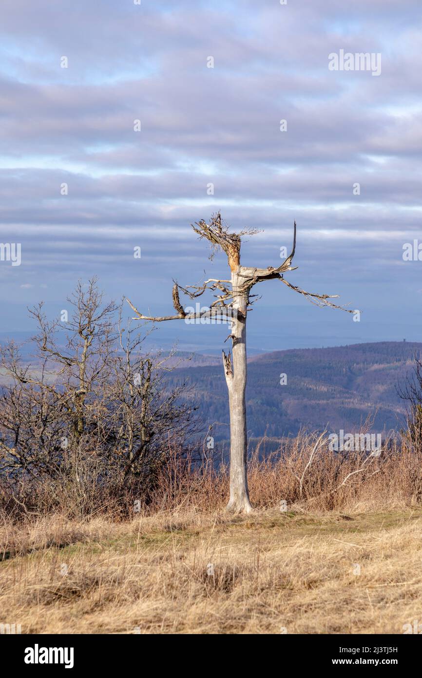 old dead tree caused by acid rain in Germany, Hesse, Feldberg Stock ...