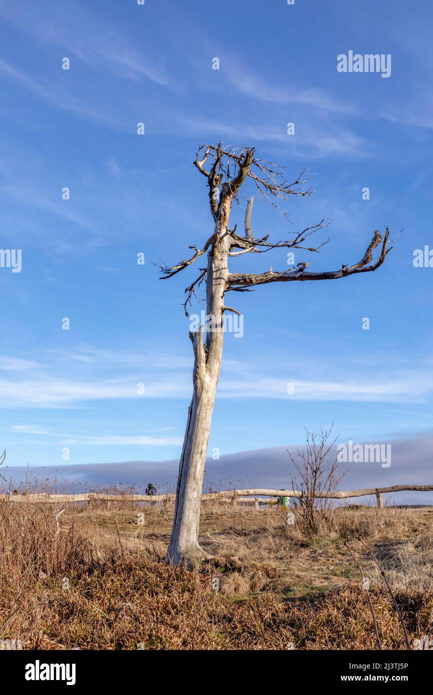 old dead tree caused by acid rain in Germany, Hesse, Feldberg Stock ...