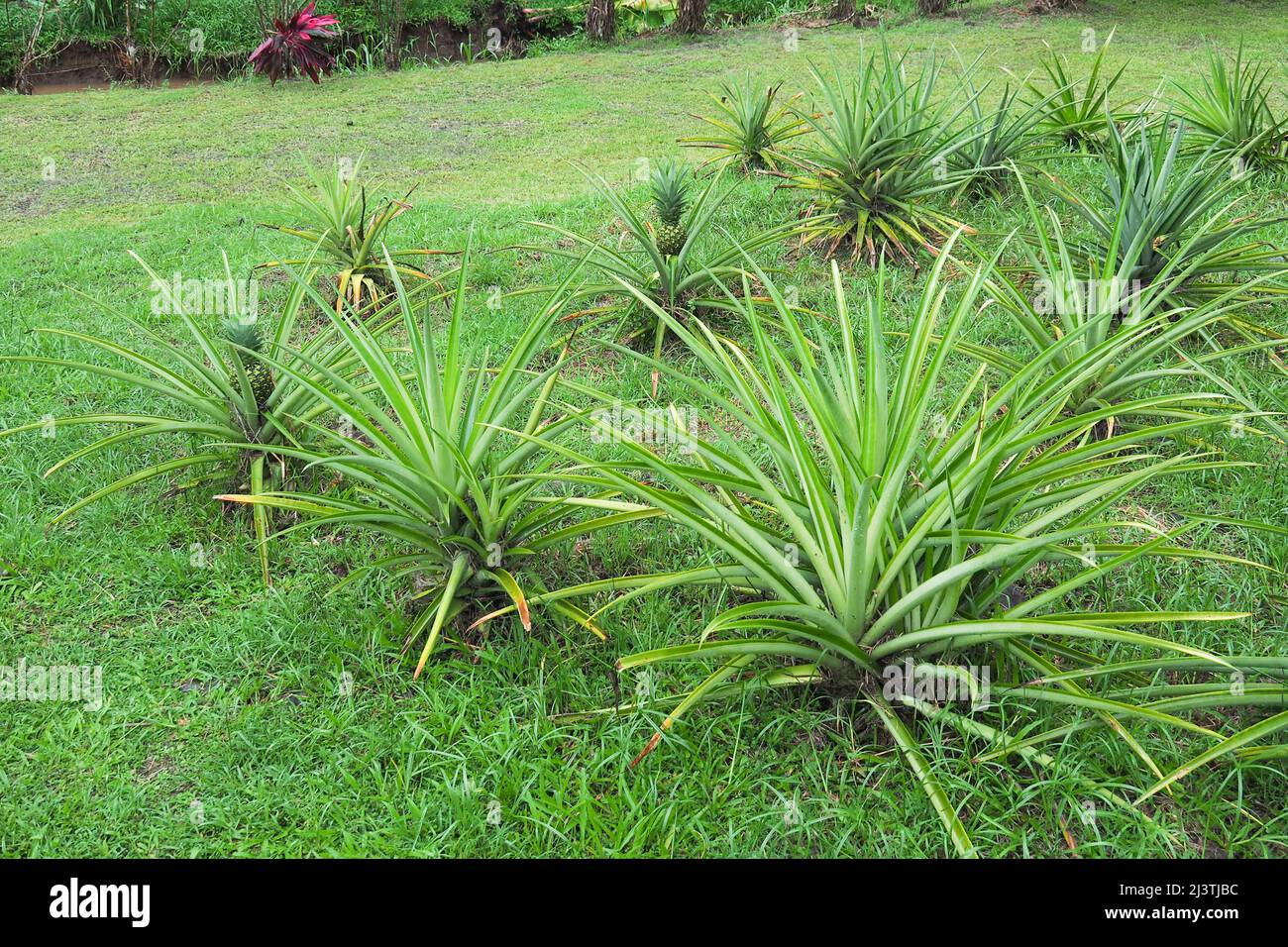 Ananas de mer hi-res stock photography and images - Alamy