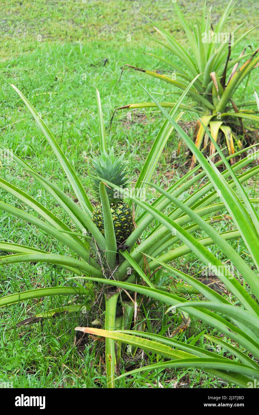 Musee de la banane hi-res stock photography and images - Alamy