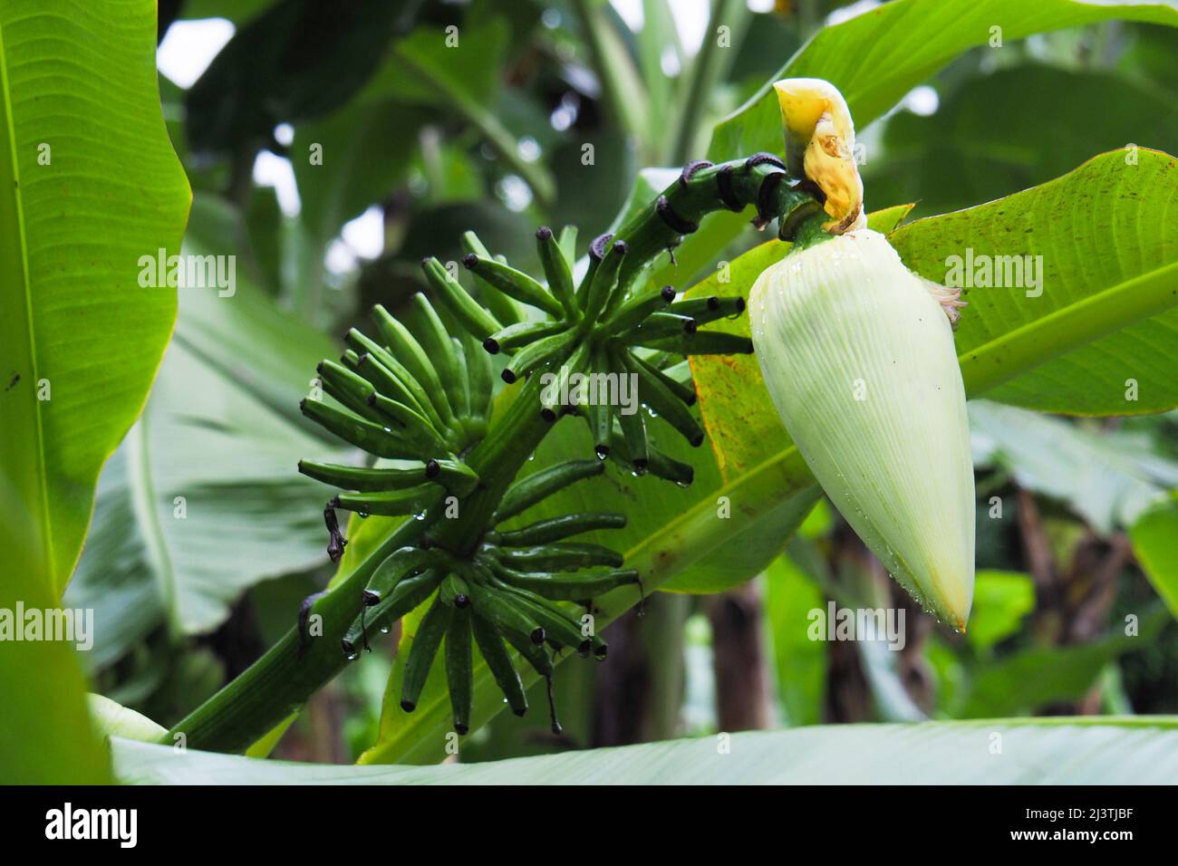 Martinique, Antilles, musée de la banane, Sainte Marie, régime de ...