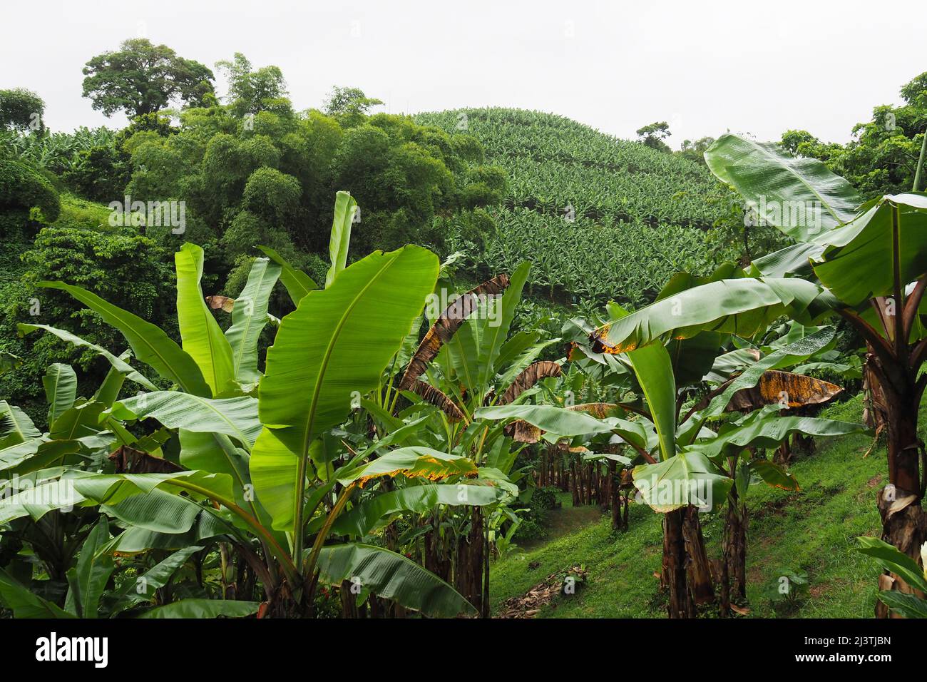 Fleur de bananier hi-res stock photography and images - Alamy