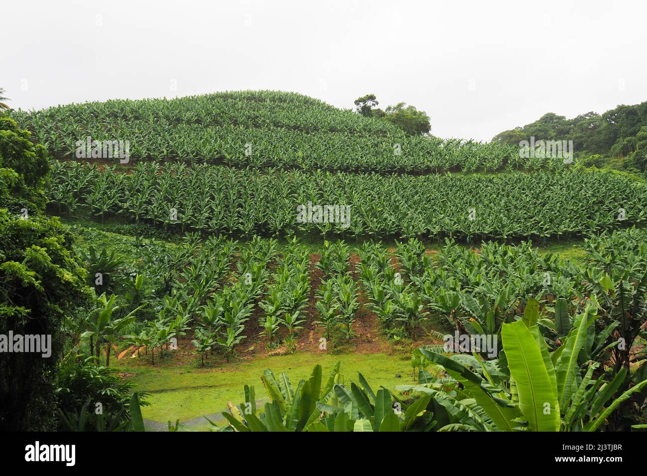 Martinique, Antilles, musée de la banane, Sainte Marie, champ de ...