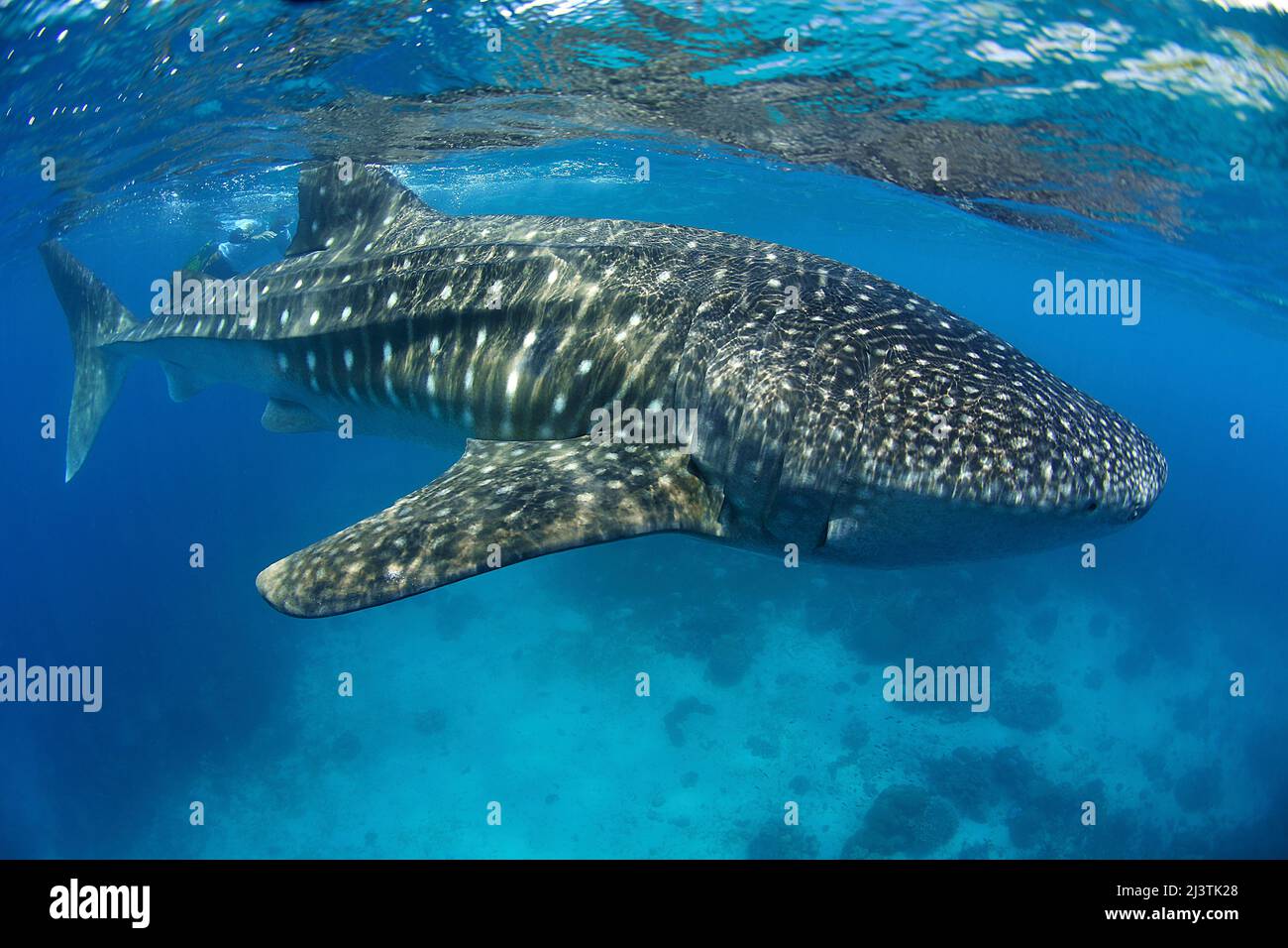 Walhaie hi-res stock photography and images - Alamy