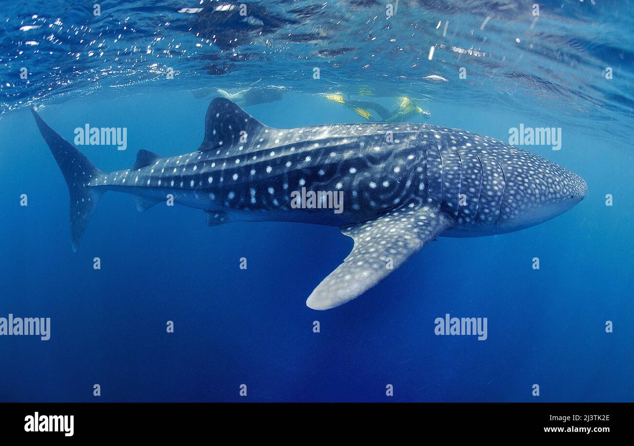 Walhai malediven hi-res stock photography and images - Alamy