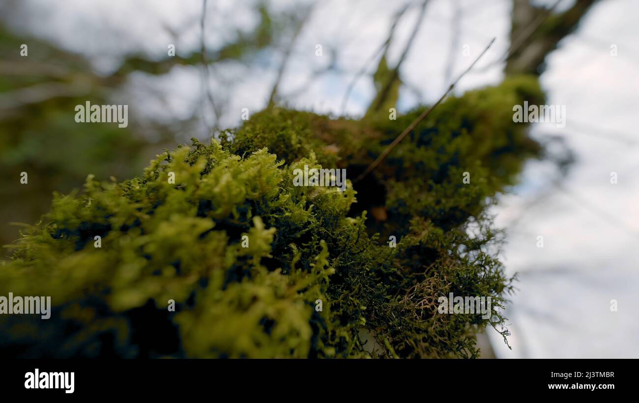 Close-up of green moss on tree. Action. Thick cover of moss on trunk of ...