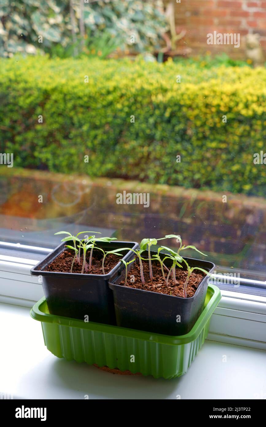 Tomato seedlings on a windowsill Stock Photo - Alamy