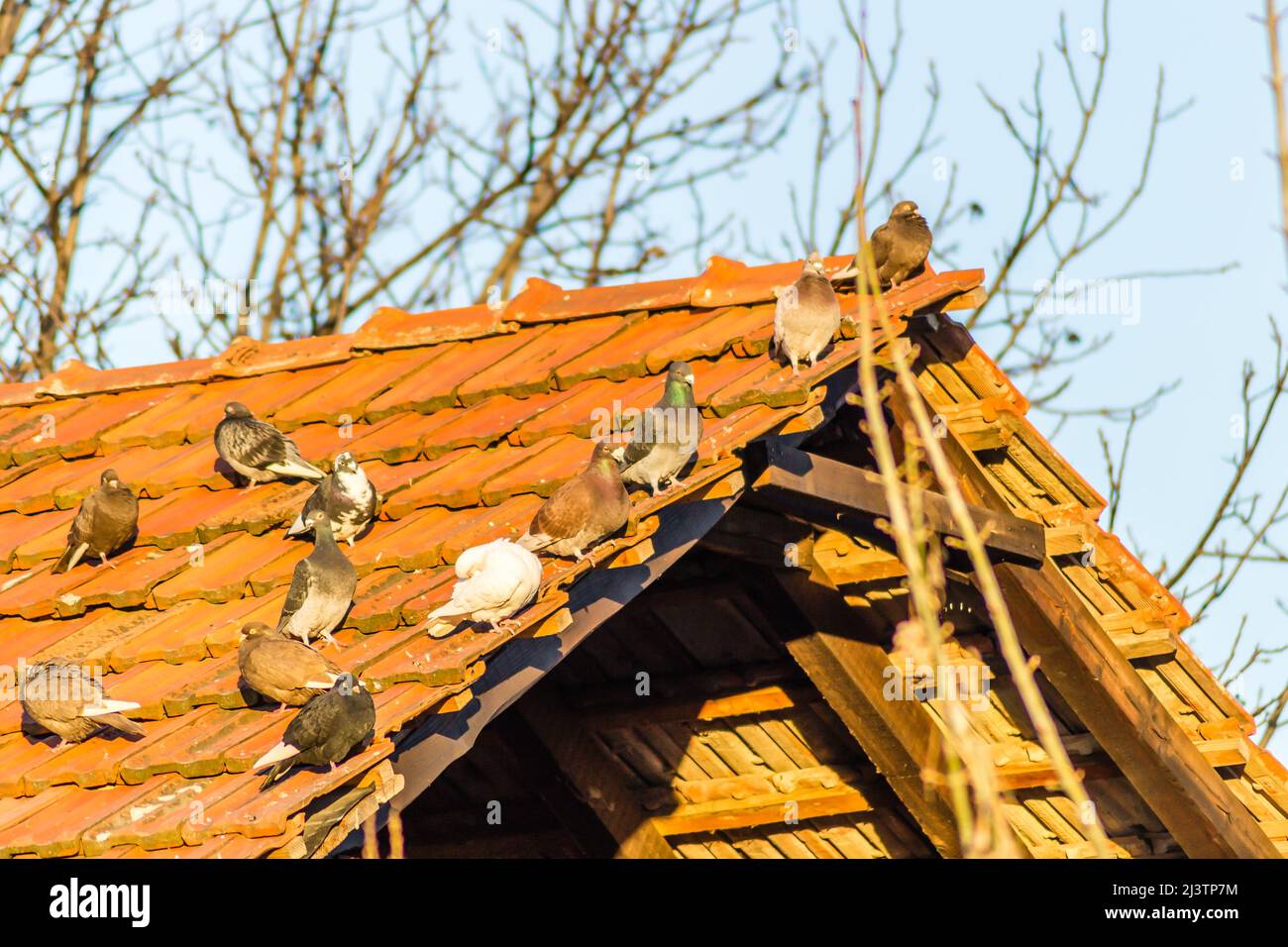 A flock of pigeons on a dilapidated roof with red tiles Stock Photo - Alamy