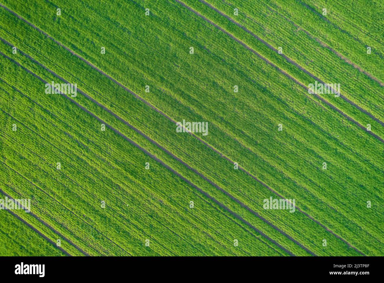 green field texture. top view. aerial view Stock Photo - Alamy