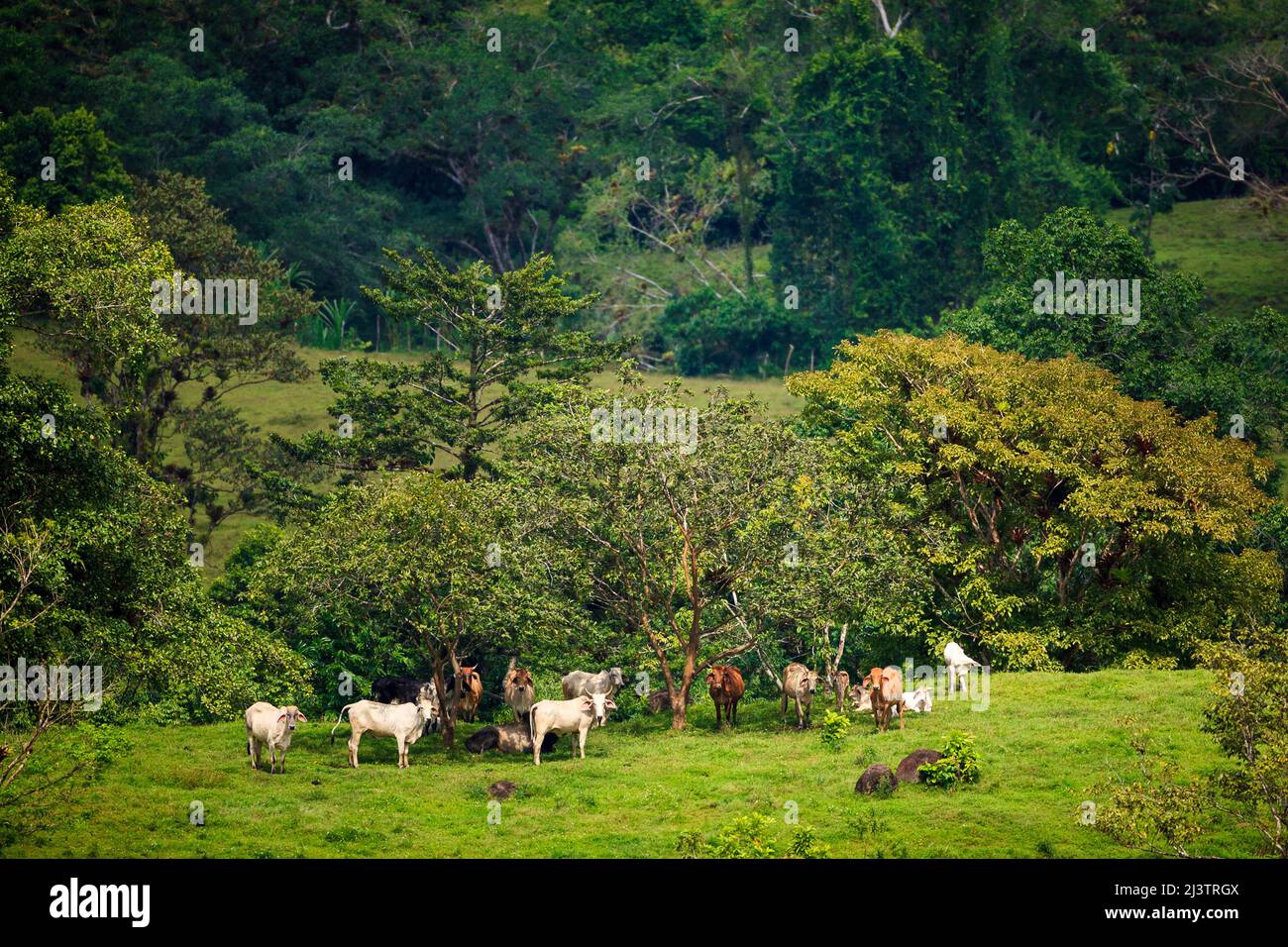 Panama landscape with a herd of livestock in a lush and green landscape ...