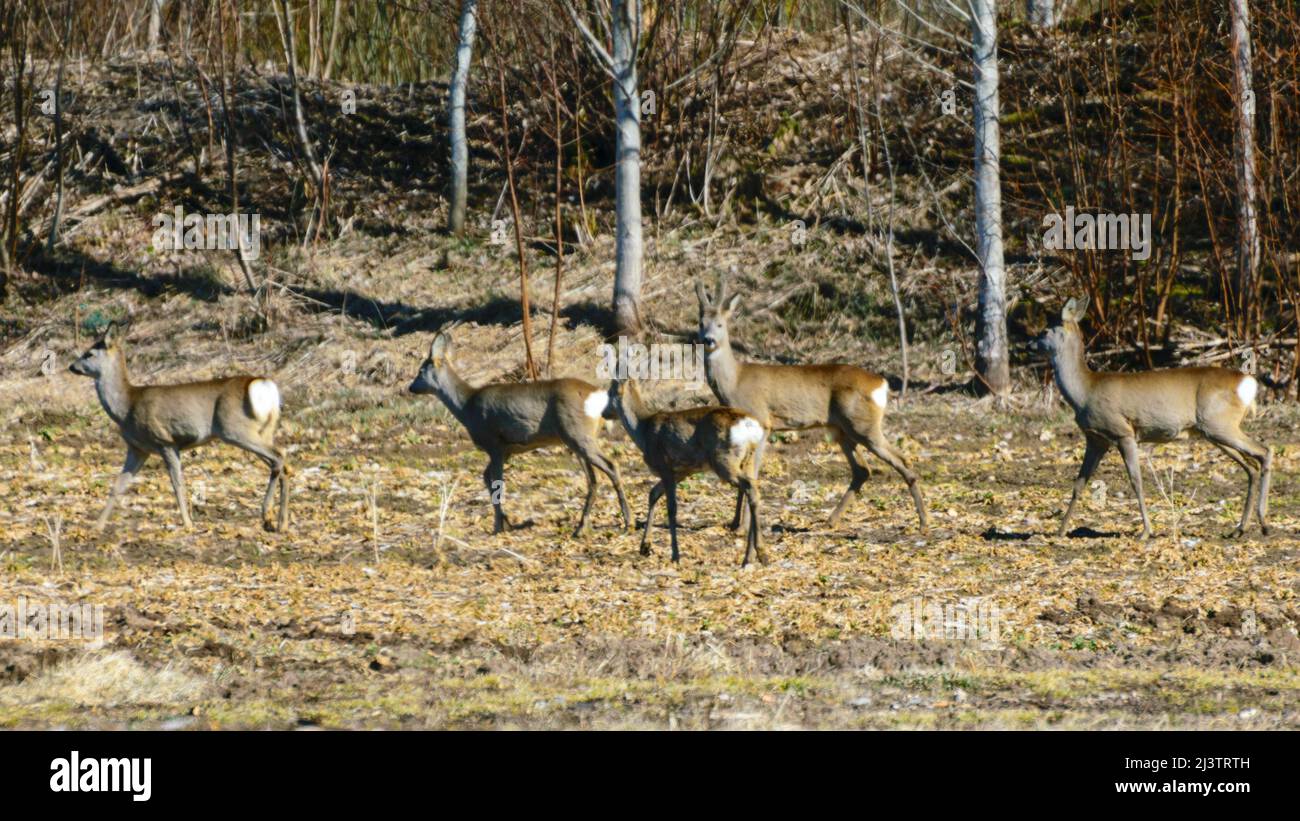 landscape with a white-tailed deer herd in the field on a spring ...