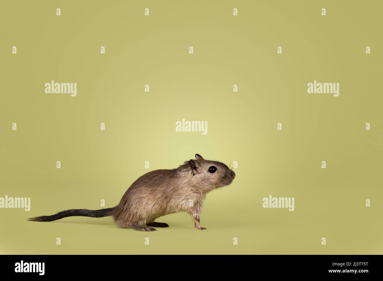 Dark brown Gerbil, standing side ways. Looking curious away from camera ...