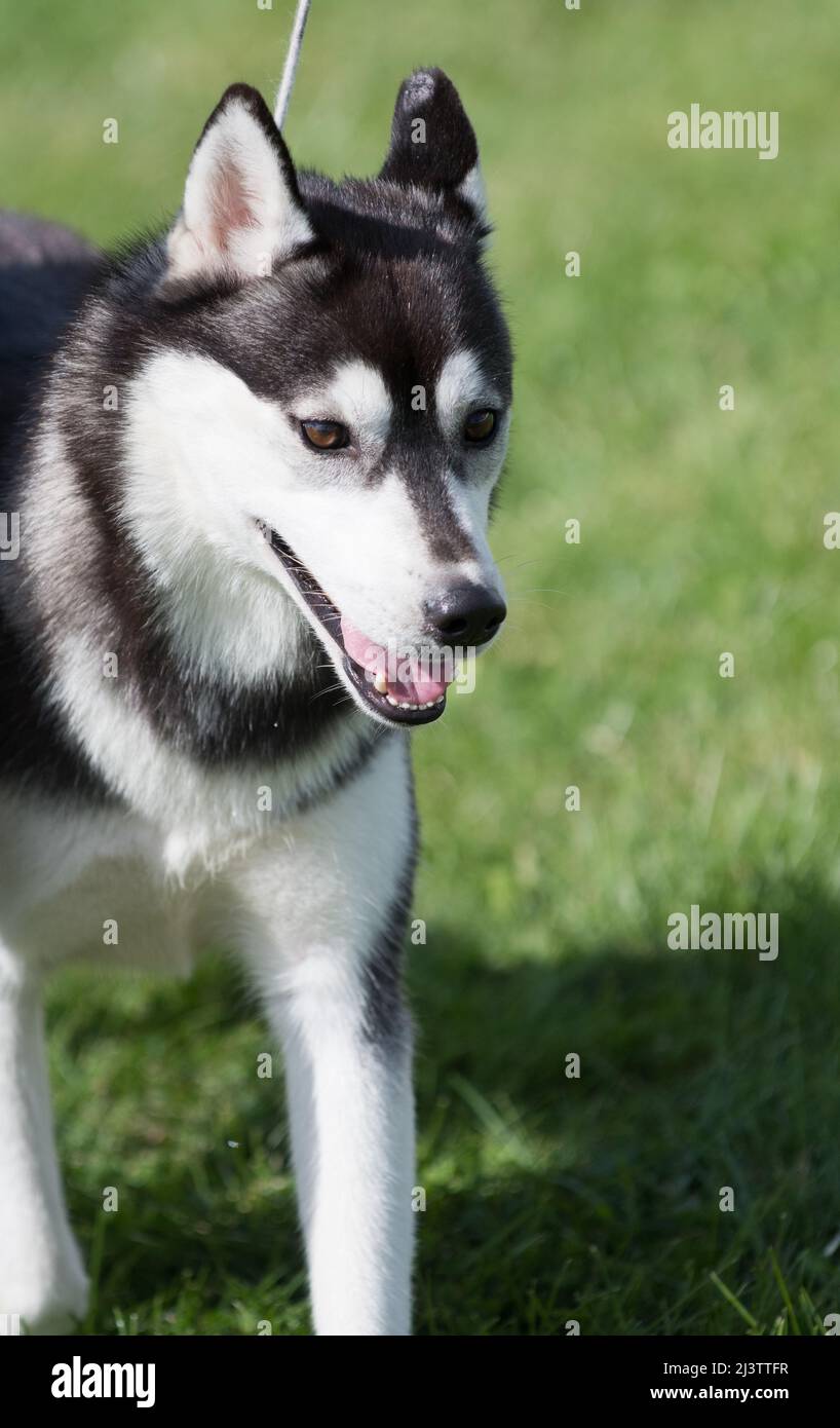 Happy Husky walking towards camera Stock Photo - Alamy