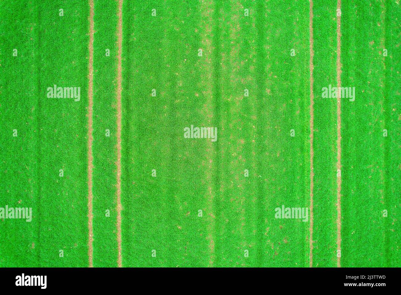 brown track on the green wheat field. top view. aerial view Stock Photo ...