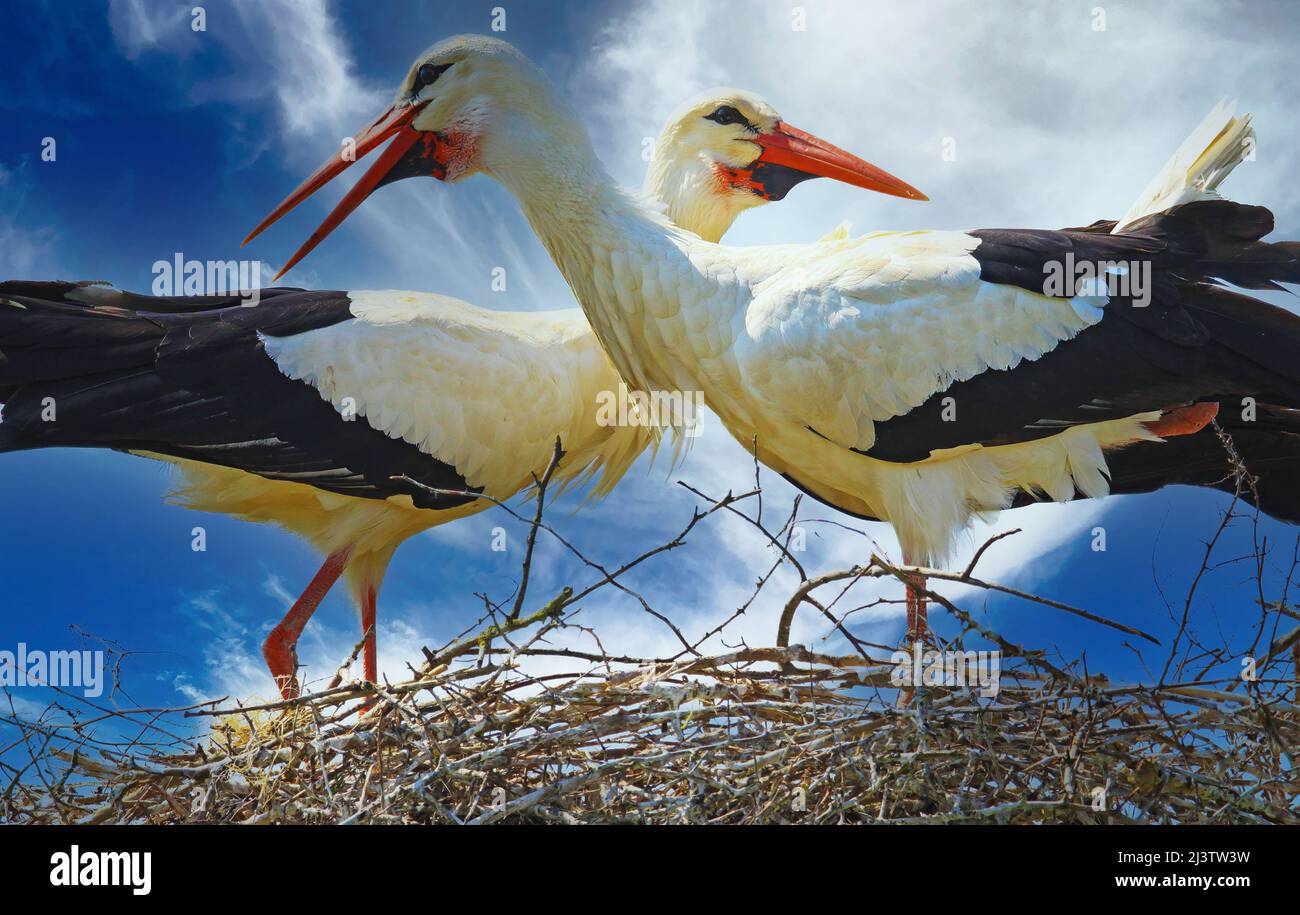 Close up of isolated couple two white storks with red bleaks in nest ...