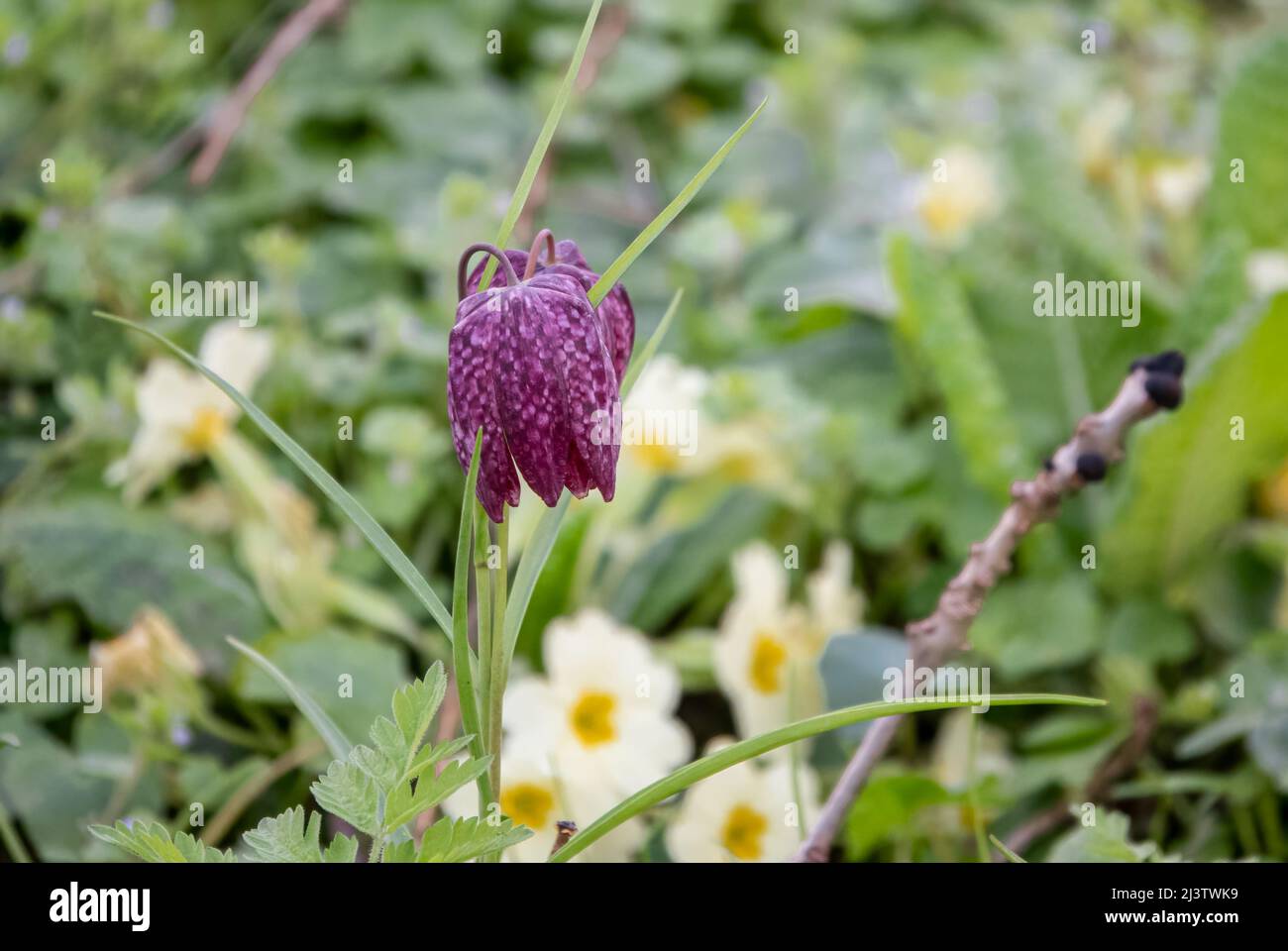 Snake's head fritillary (Fritillaria meleagris) also known as chess ...