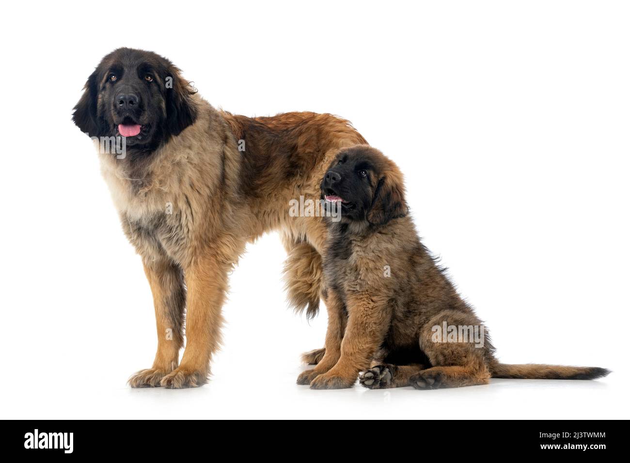 young Leonbergers in front of white background Stock Photo - Alamy