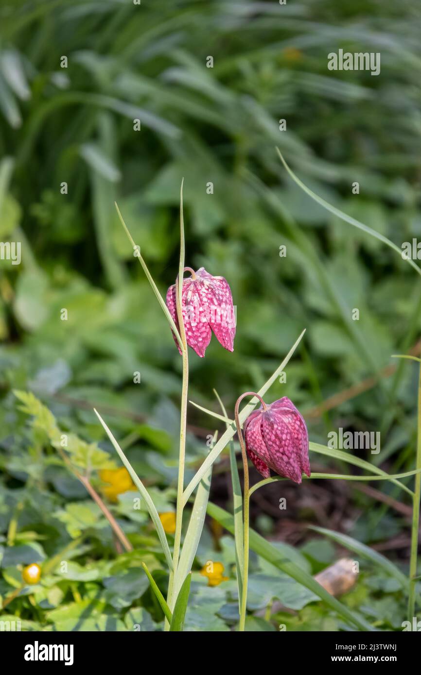 Snake's head fritillary (Fritillaria meleagris) also known as chess ...
