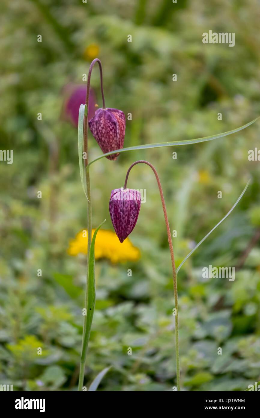 Snake's head fritillary (Fritillaria meleagris) also known as chess ...