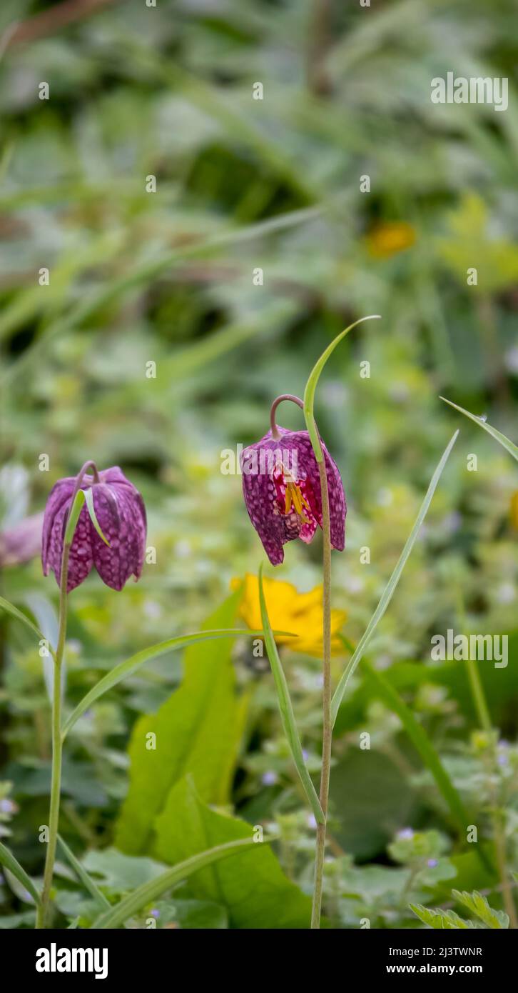Snake's head fritillary (Fritillaria meleagris) also known as chess ...