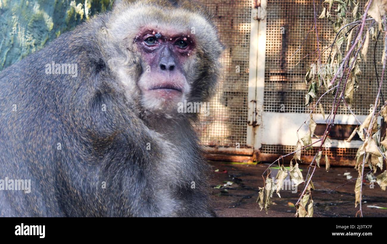Close up view of a macaque monkey eating something at a reserve. Action ...