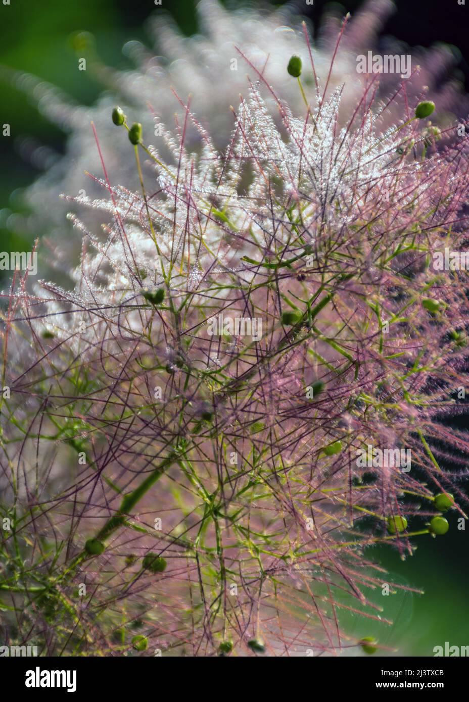 Cotinus coggygria flower hi-res stock photography and images - Alamy