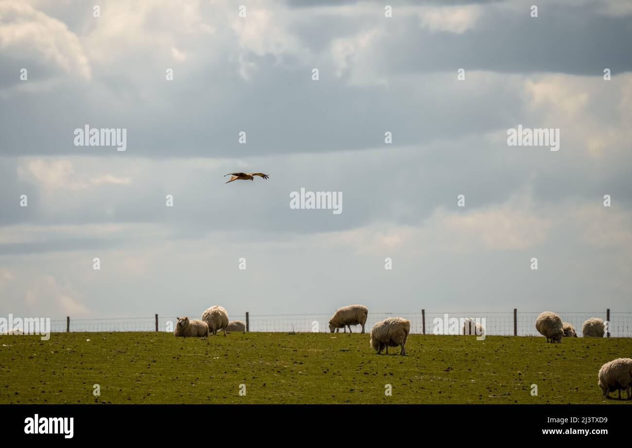 Flock of welsh mountain sheep hi-res stock photography and images - Alamy