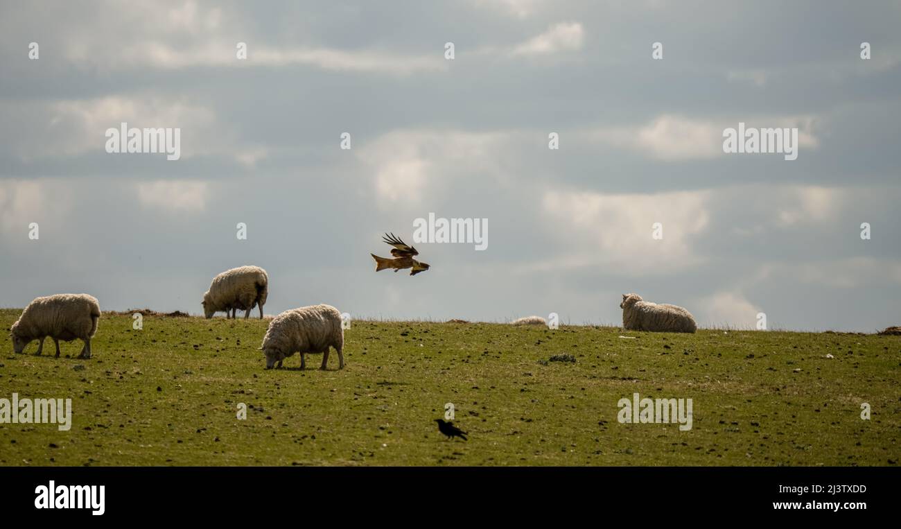 welsh mountain sheep in grazing pasture Stock Photo - Alamy