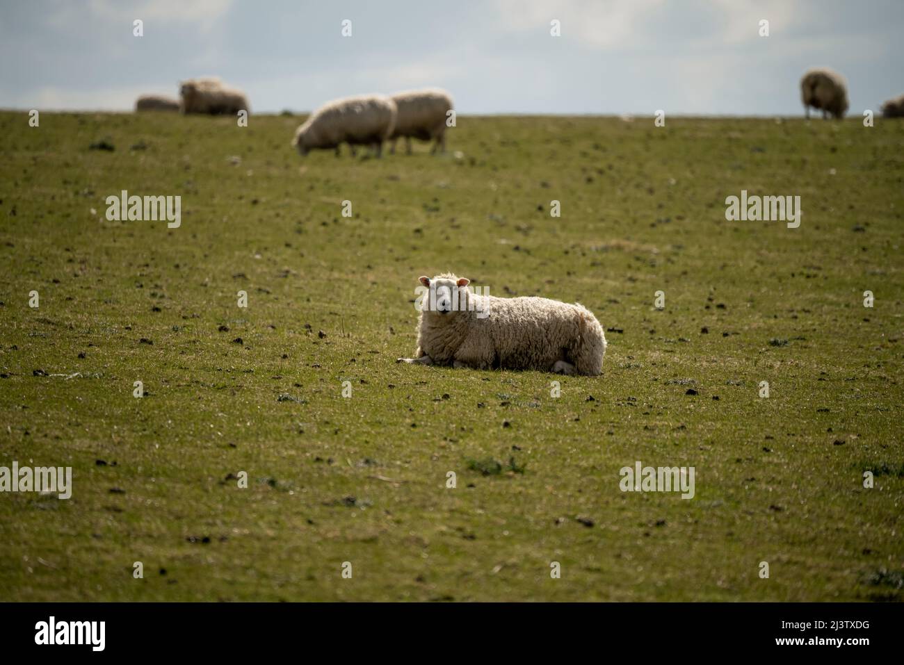 welsh mountain sheep in grazing pasture Stock Photo - Alamy