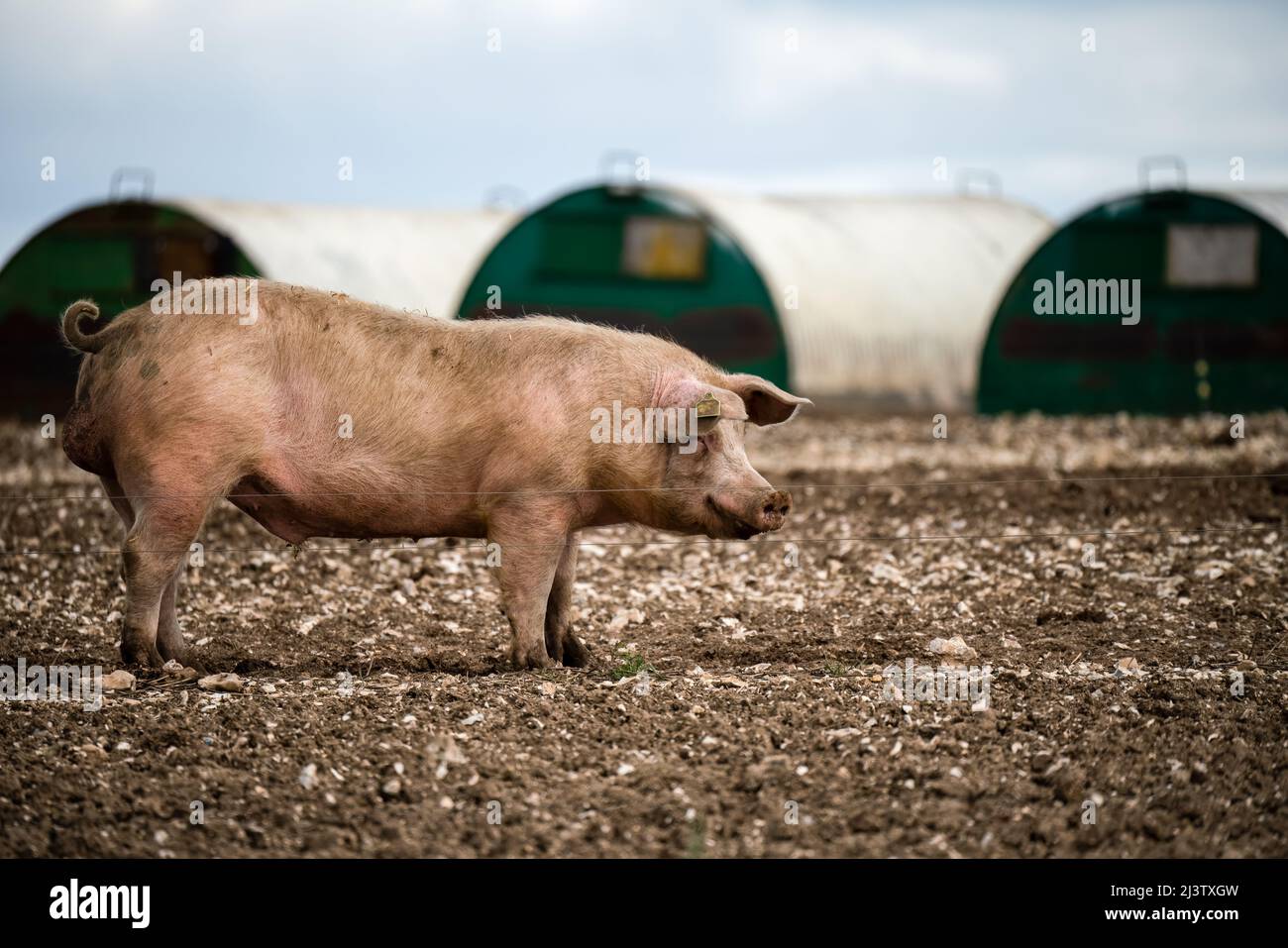 Landrace cow hi-res stock photography and images - Alamy