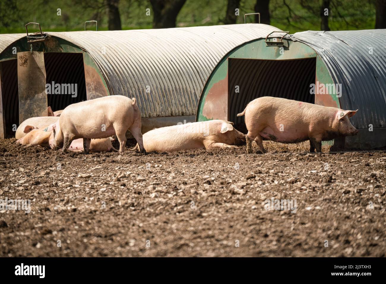 free range landrace pigs at large on a sunny day Stock Photo - Alamy