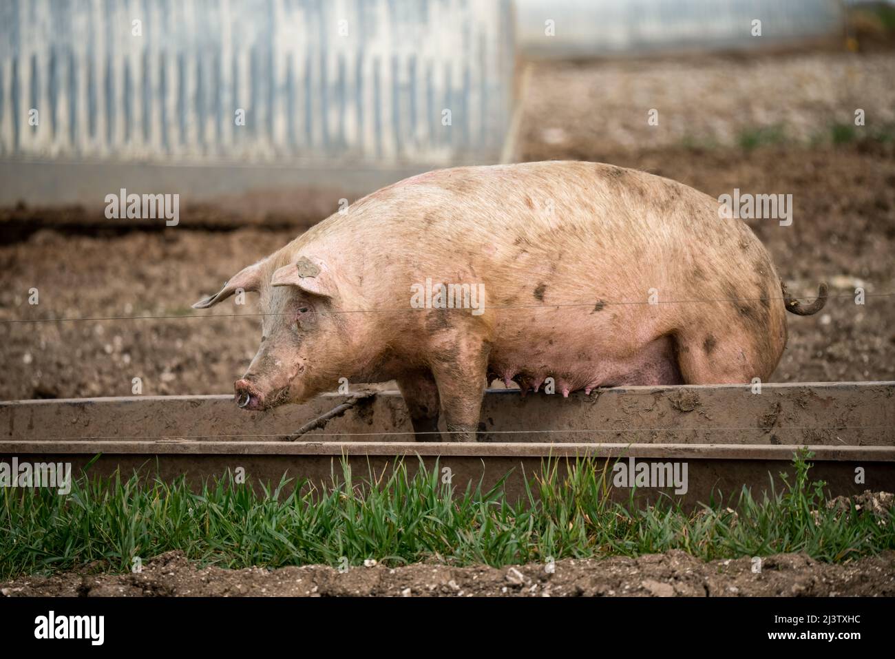 free range Danish landrace (Sus scrofa domesticus) pig at large on a ...