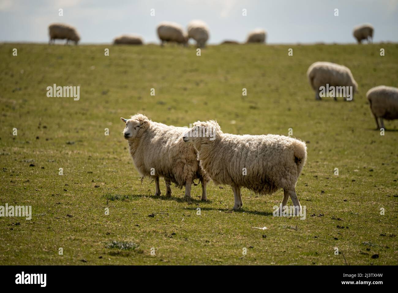 Welsh hill farmers hi-res stock photography and images - Alamy