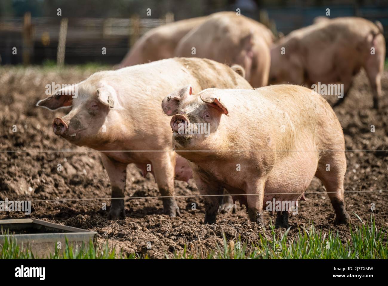 free range landrace pigs at large on a sunny day Stock Photo - Alamy