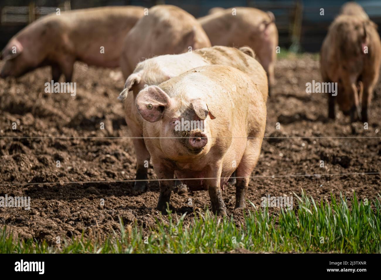 free range Danish landrace (Sus scrofa domesticus) pig at large on a ...