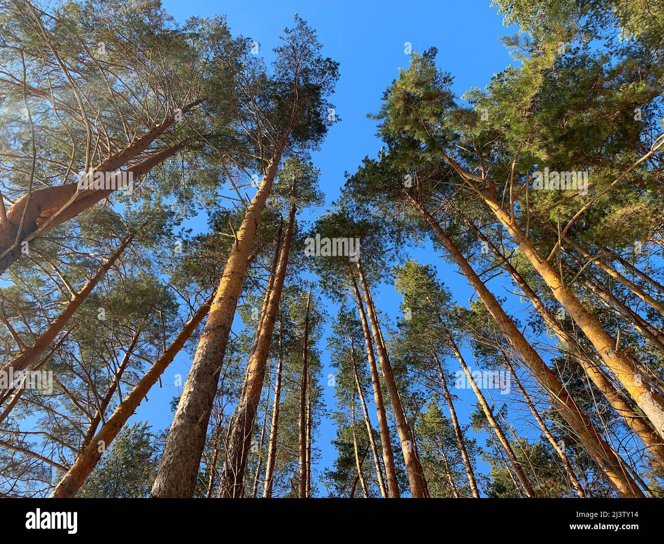 Pine tree tops and deep blue sky Stock Photo - Alamy