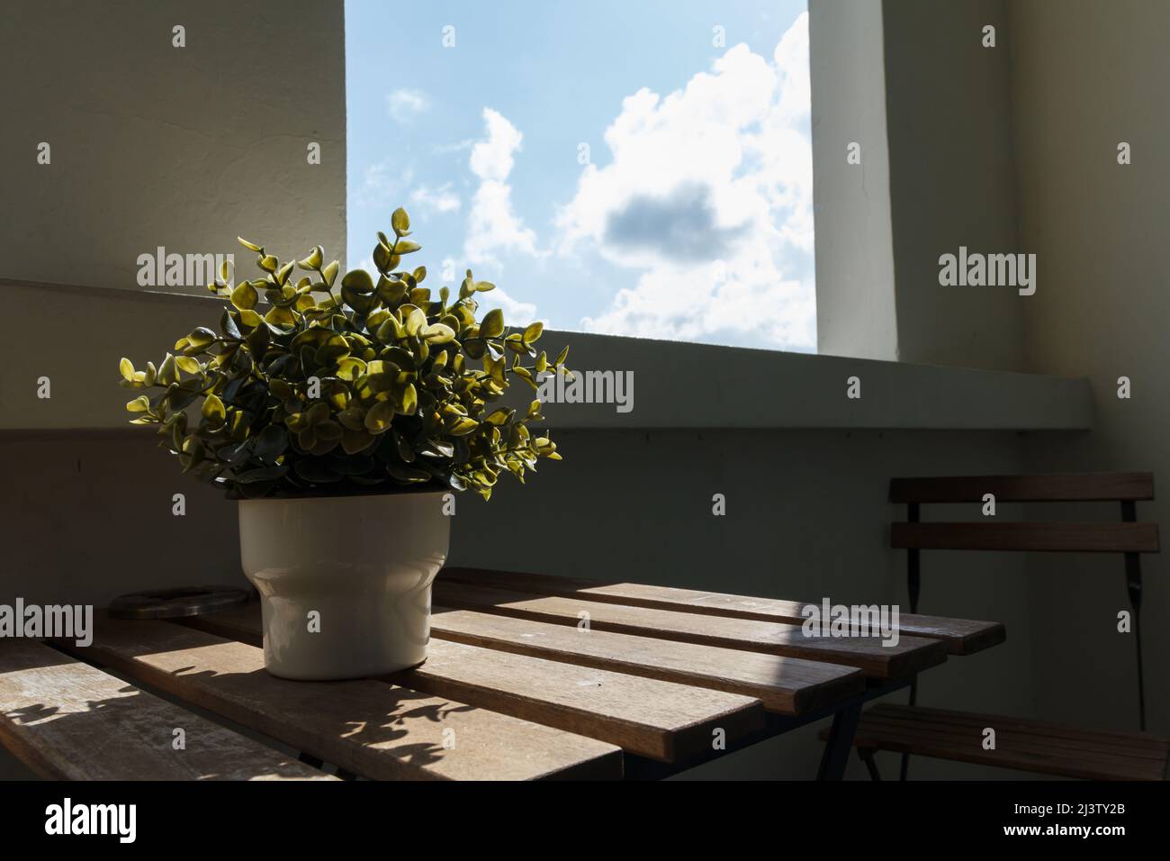 small tree in front of window Stock Photo - Alamy
