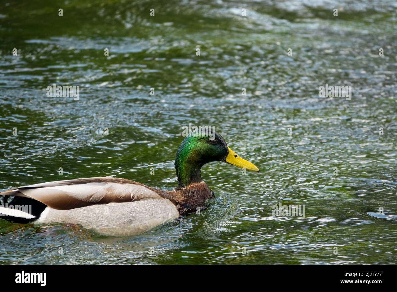 Duck feet paddling hi-res stock photography and images - Alamy