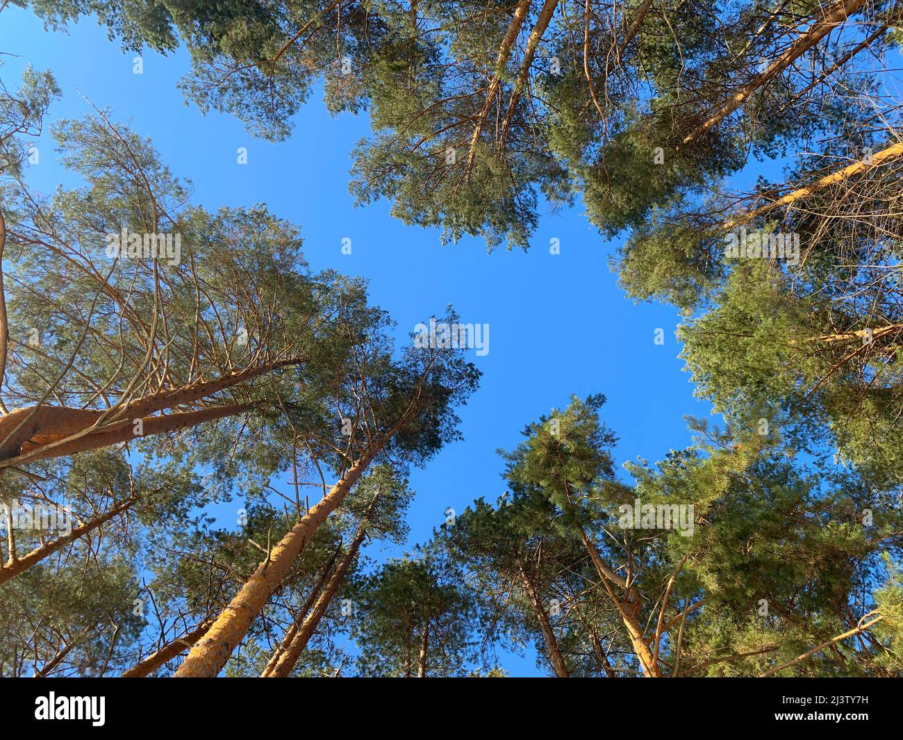 Pine tree tops and deep blue sky Stock Photo - Alamy